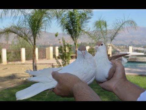 Afghan Pigeon 9 Breeding pair – pigeonworld.com